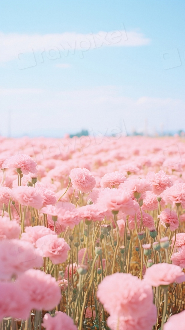 Field pink carnation sky landscape | Premium Photo - rawpixel