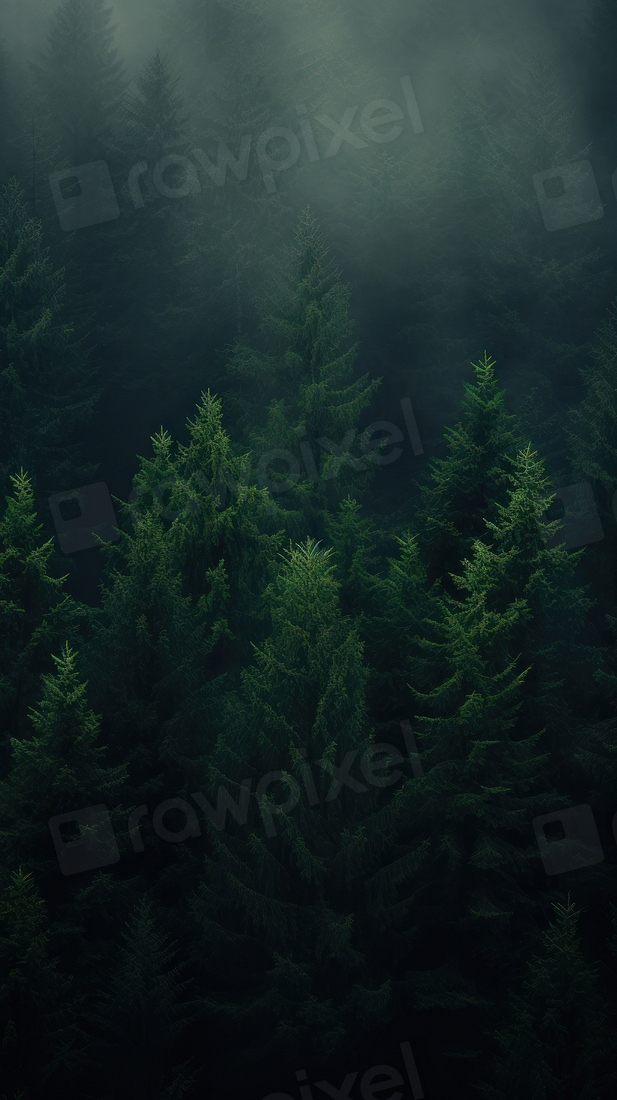 Deep pine forest green outdoors | Premium Photo - rawpixel