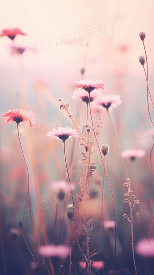 Nature outdoors blossom flower. | Premium Photo - rawpixel