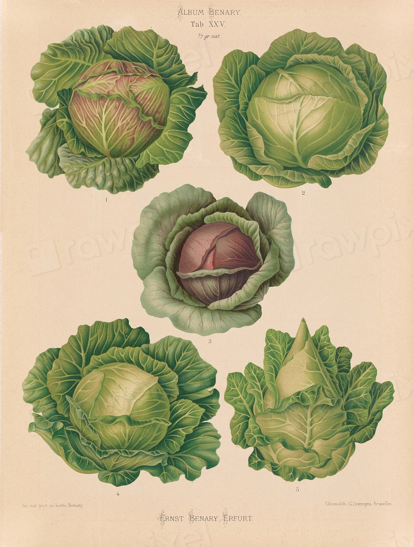 Cabbages Album Benary (1876-1886) Ernst | Free Photo Illustration ...