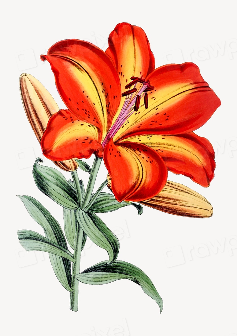 Lilium Maculatum Floral Magazine, flower | Free PSD - rawpixel
