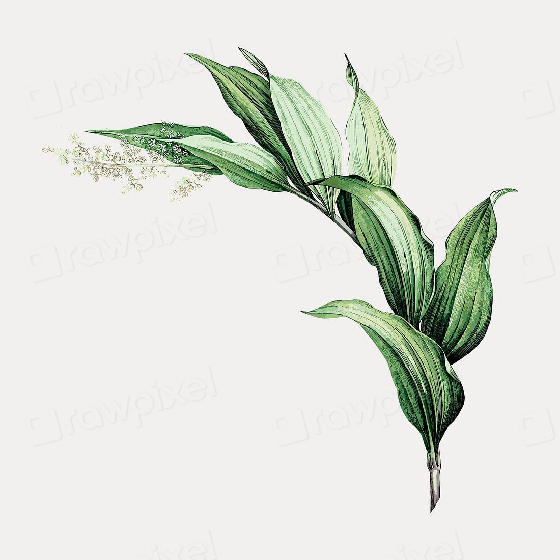 Vintage plant Indian lily flower, | Free Vector - rawpixel