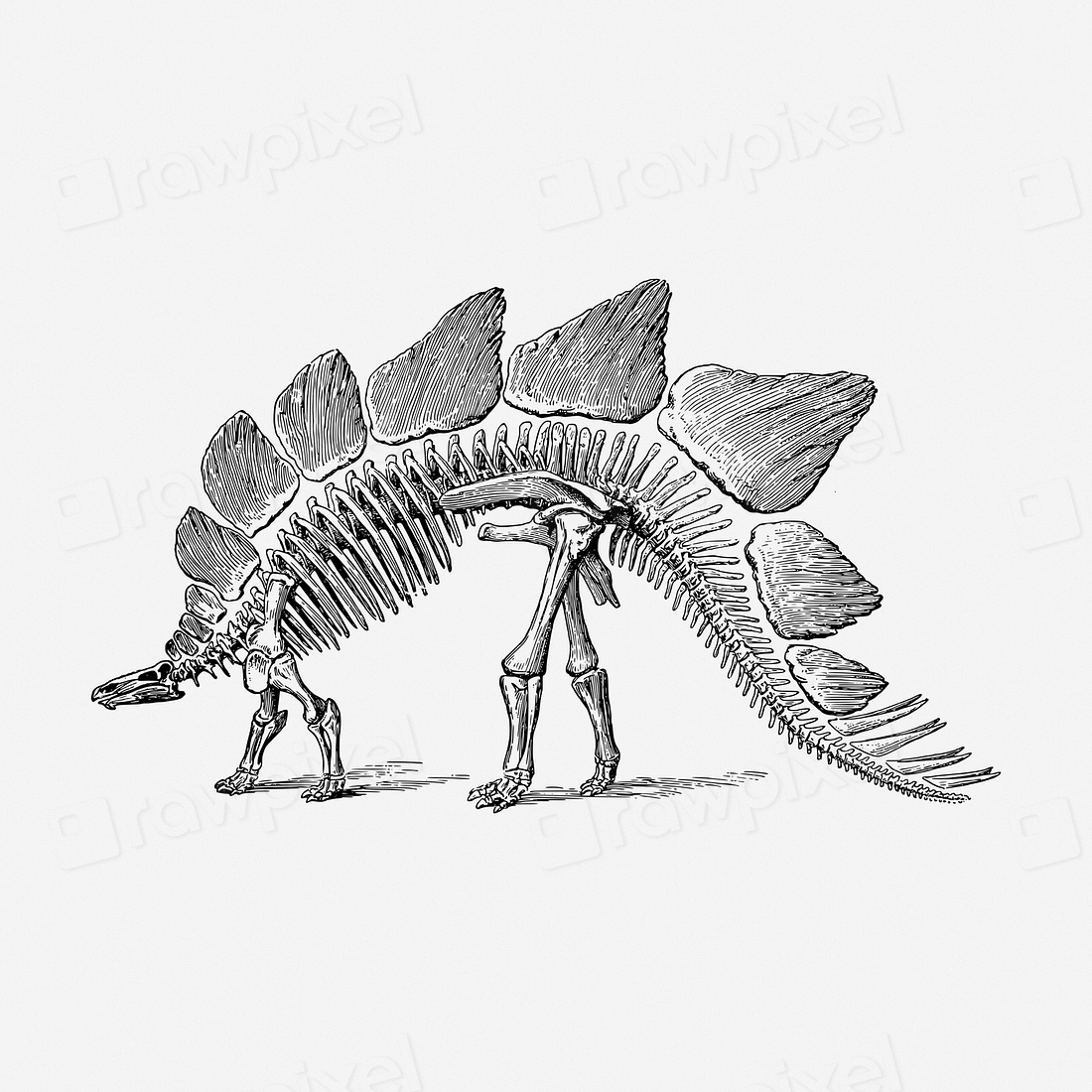 Dinosaur fossil drawing, extinct animal | Free Photo Illustration ...
