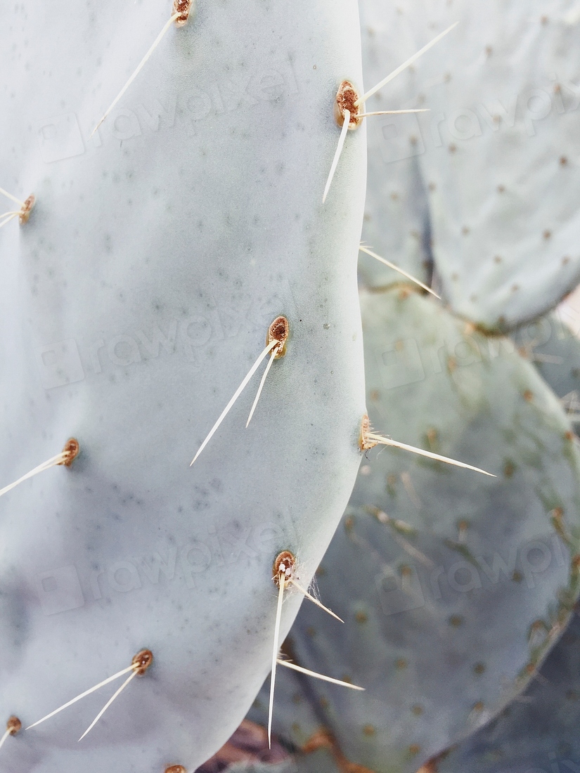 Close prickly pear cactus | Free Photo - rawpixel