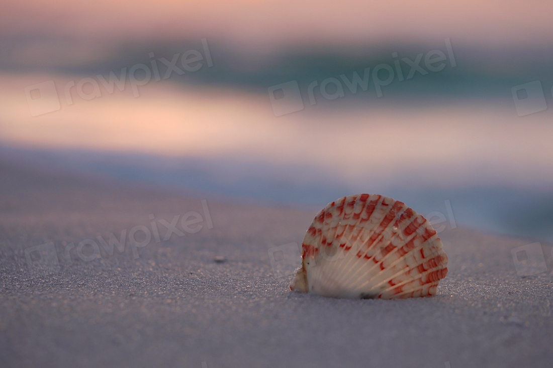 Closeup shell beach | Free Photo - rawpixel