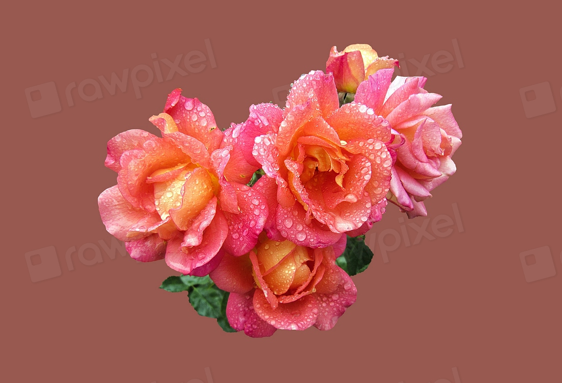 Pink roses. Free public domain | Free Photo - rawpixel