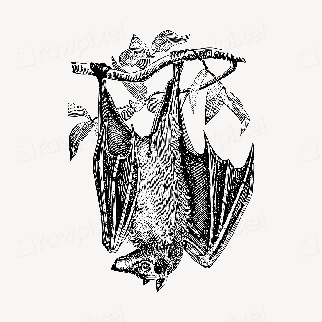 Hanging bat clipart, vintage illustration | Free Vector - rawpixel