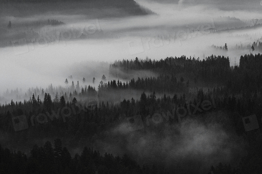 View misty woods Norway | Free Photo - rawpixel