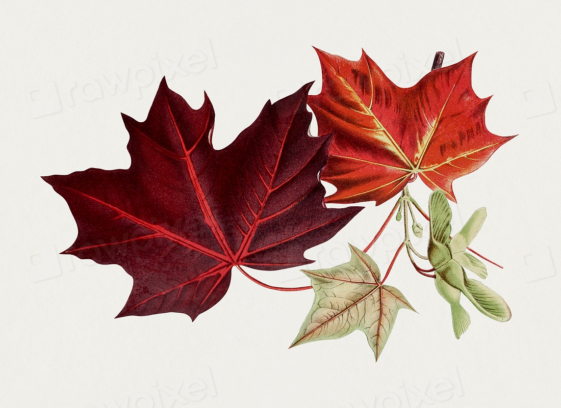 Hand drawn red maple leaves. | Free Photo Illustration - rawpixel