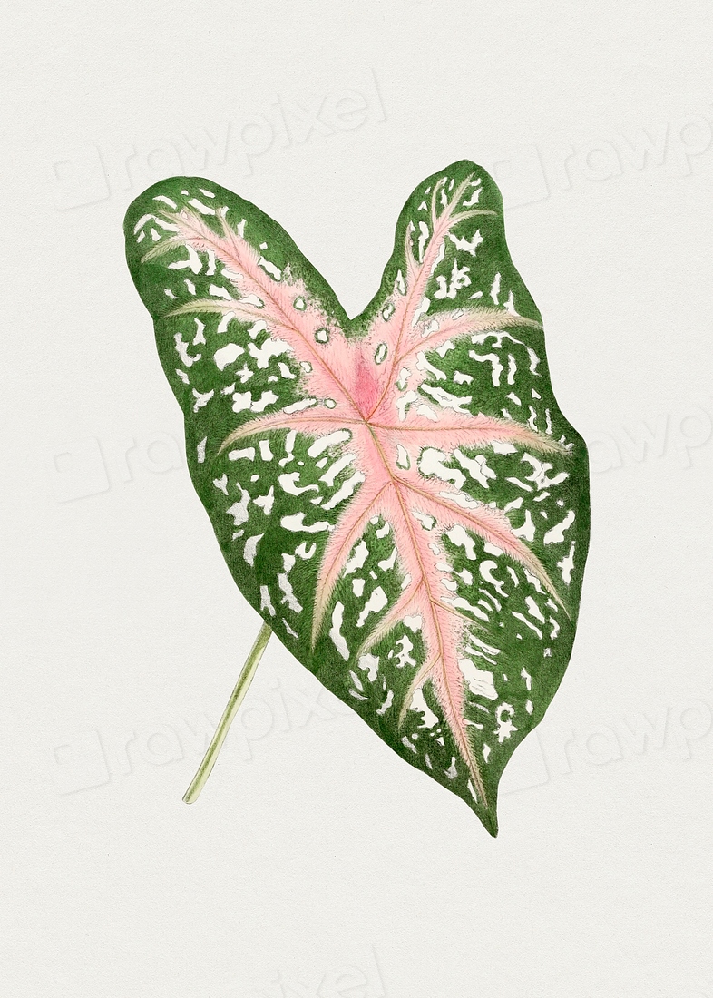 Hand drawn caladium Carolyn Whorton | Free Photo Illustration - rawpixel