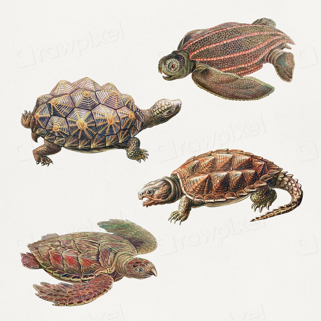 Vintage turtle illustrations set | Premium PSD - rawpixel