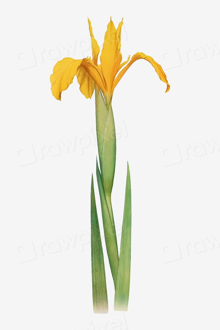 Vintage Iris flower illustration vector | Premium Vector Illustration ...