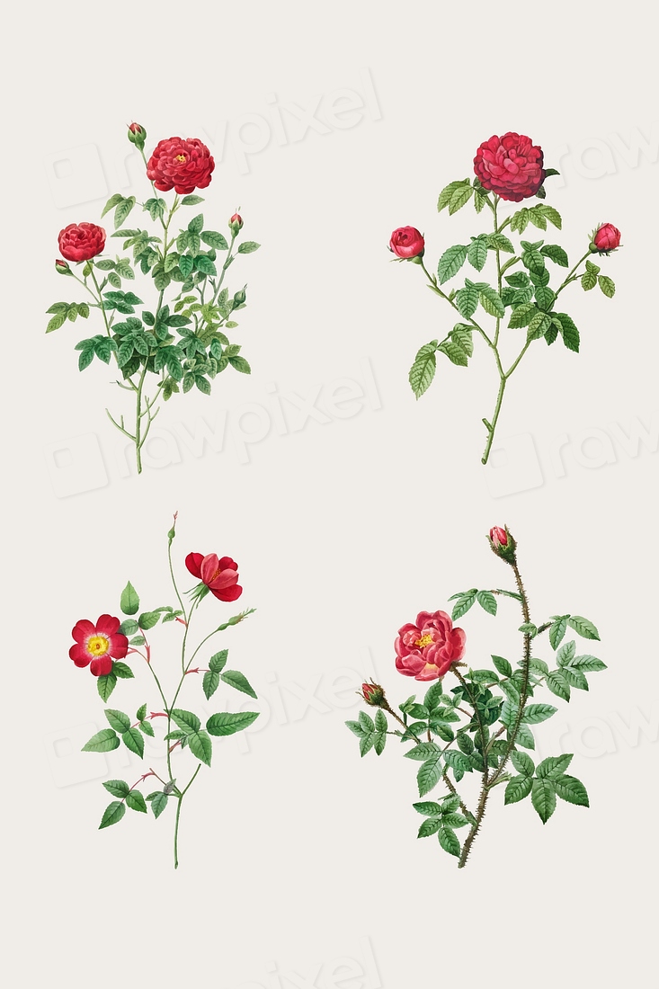 Vintage rose flower vector set | Premium Vector - rawpixel