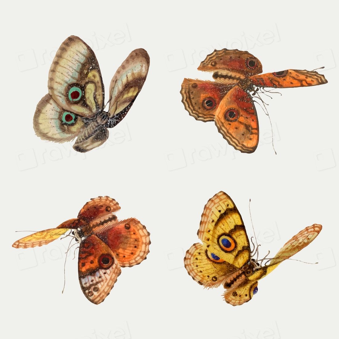 Butterfly and moth vector vintage | Premium Vector - rawpixel