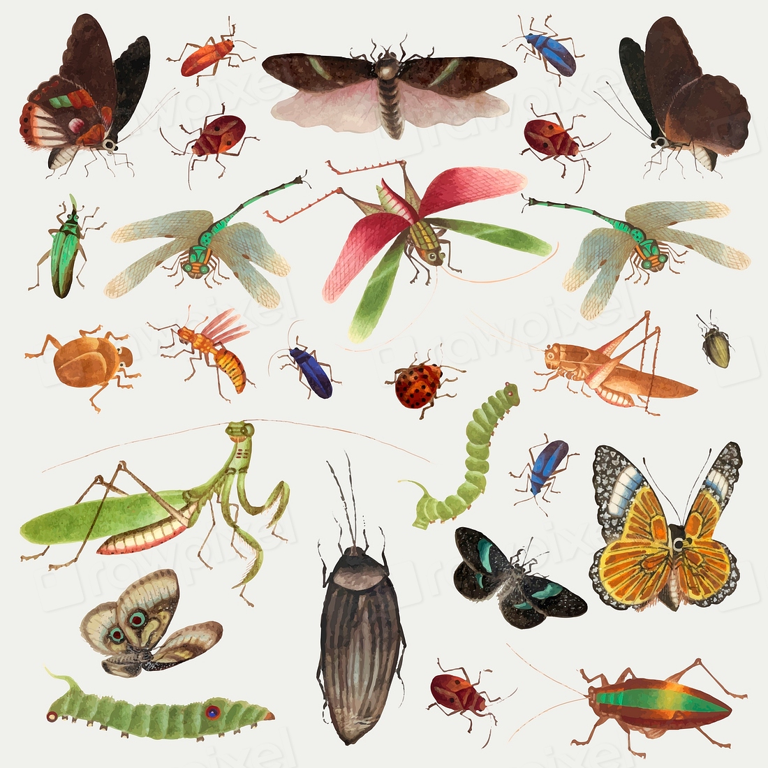 Butterflies and insects vector vintage | Premium Vector - rawpixel