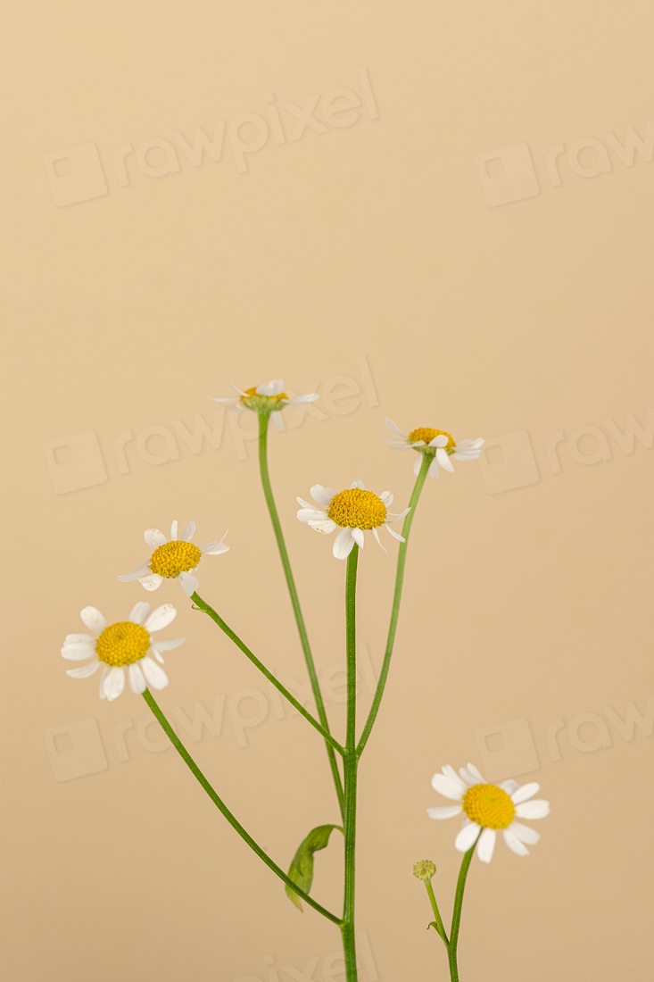 White daisy flowers beige background | Premium Photo - rawpixel