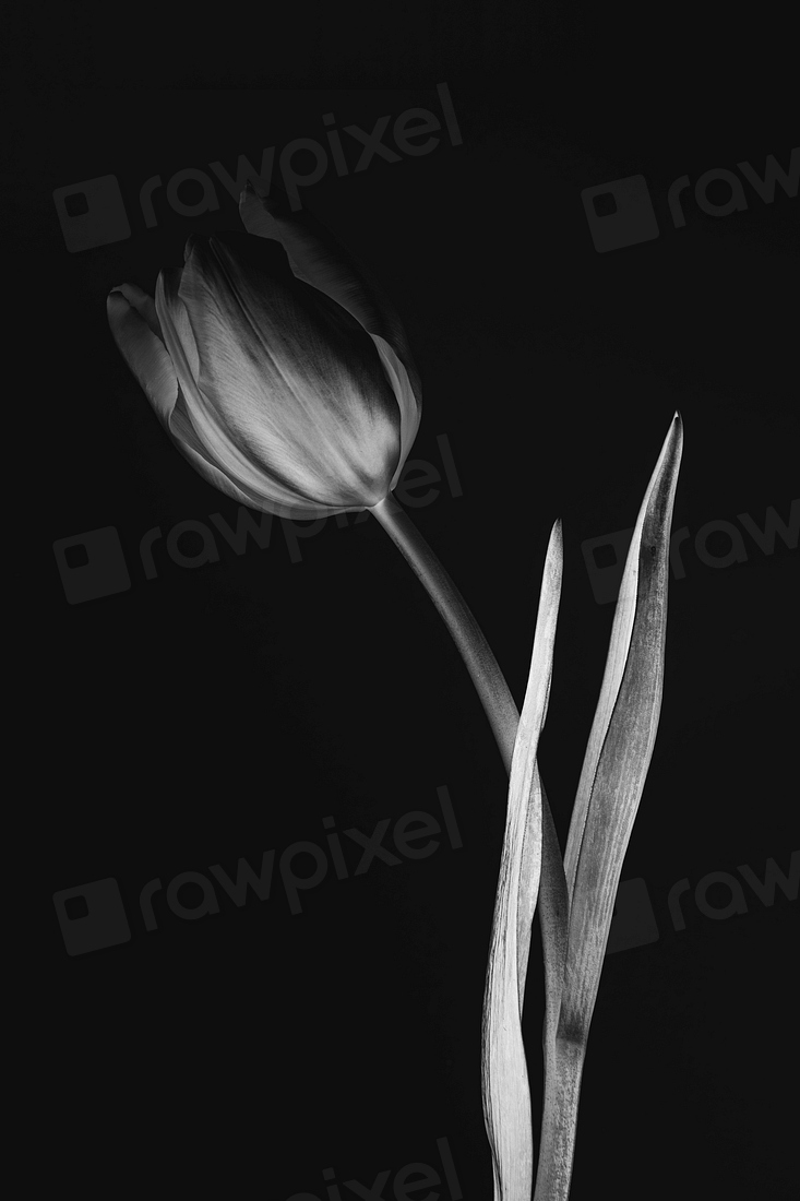 Monotone tulip flower | Premium Photo - rawpixel