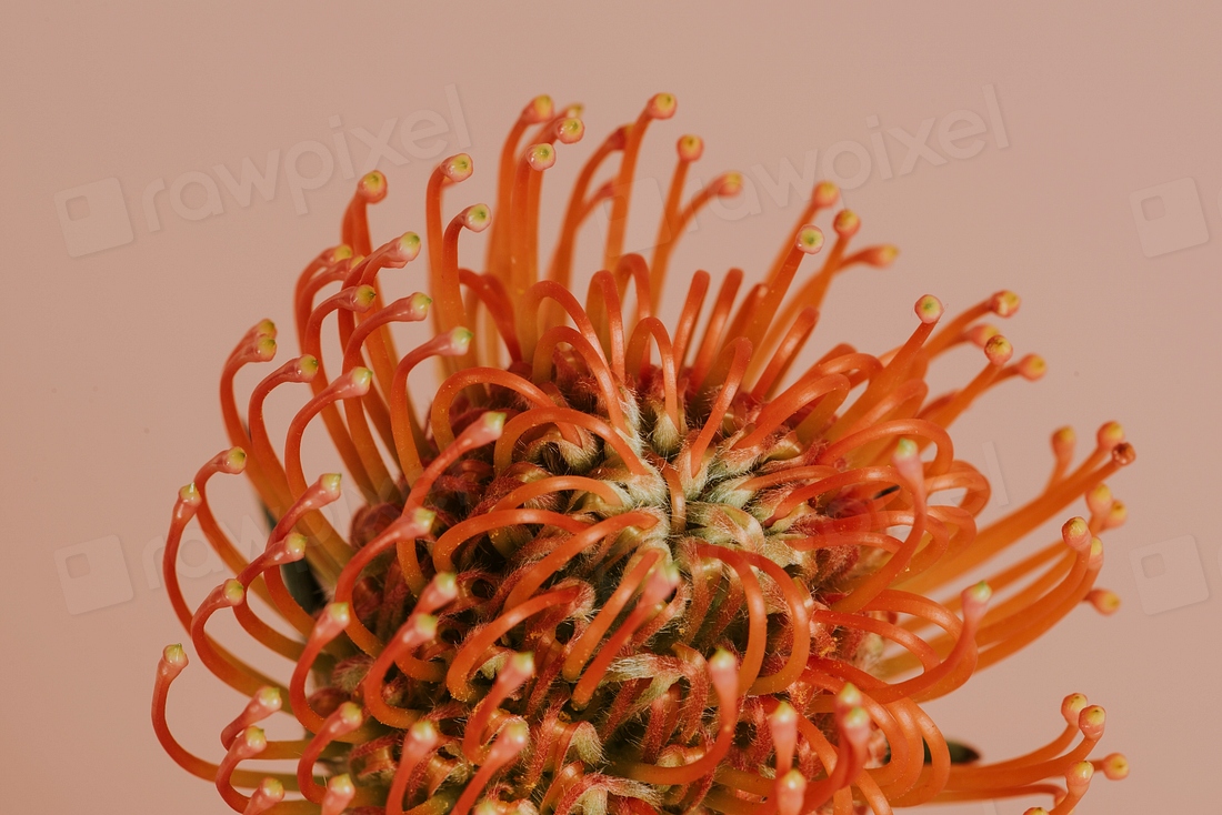 Orange pincushion protea flower | Premium Photo - rawpixel