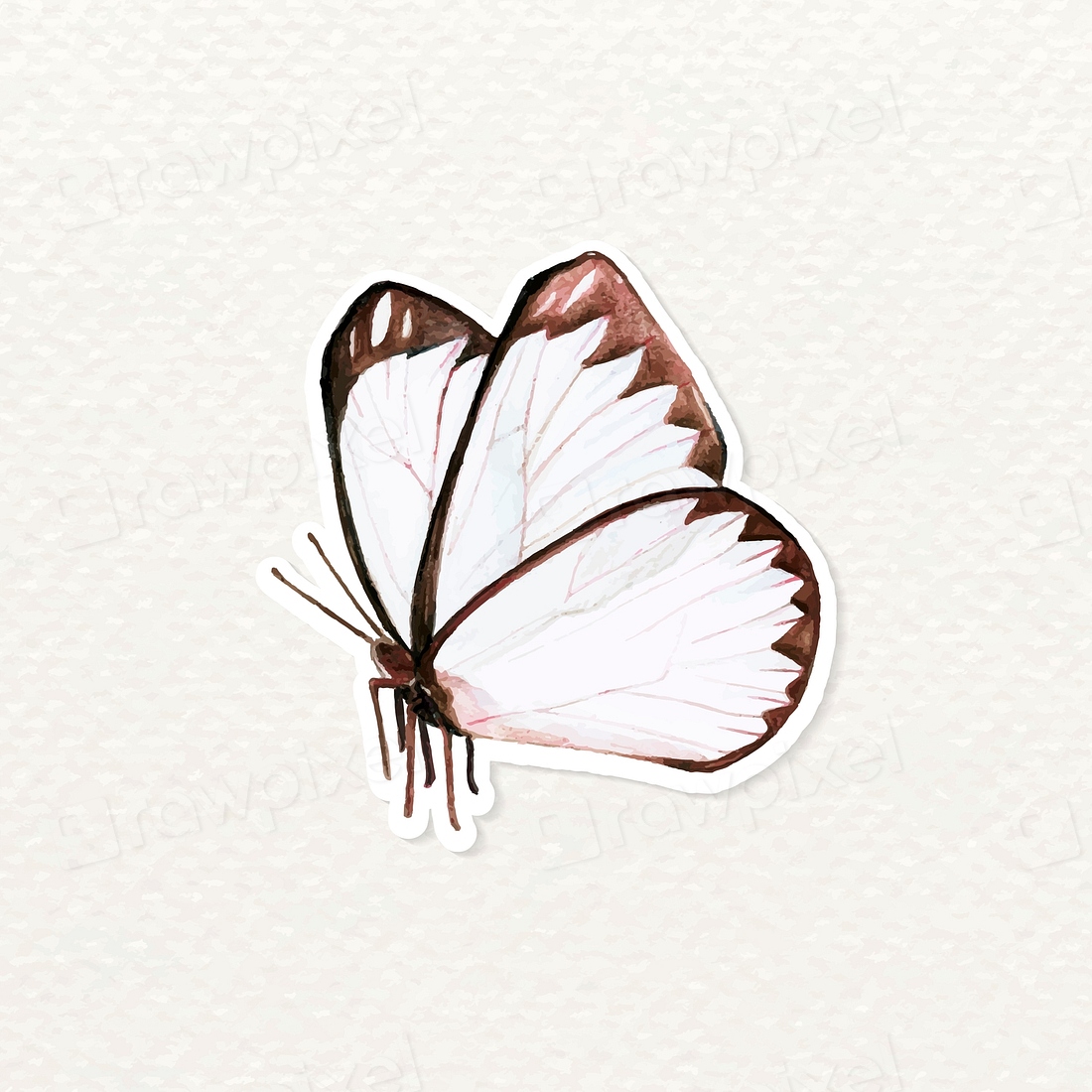 White brown butterfly sticker vector | Premium Vector - rawpixel