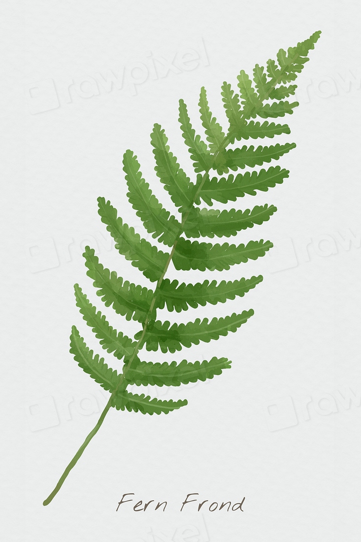 Psd fern frond leaf watercolor | Premium PSD - rawpixel