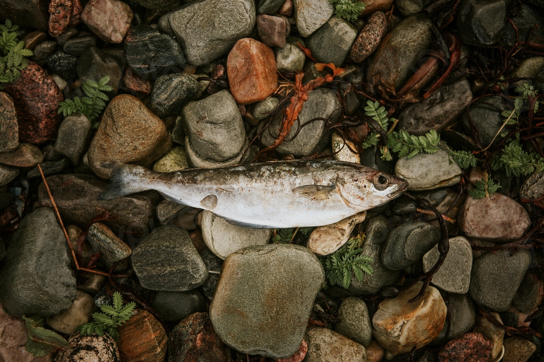 Dead fish on the rocks | Premium Photo - rawpixel