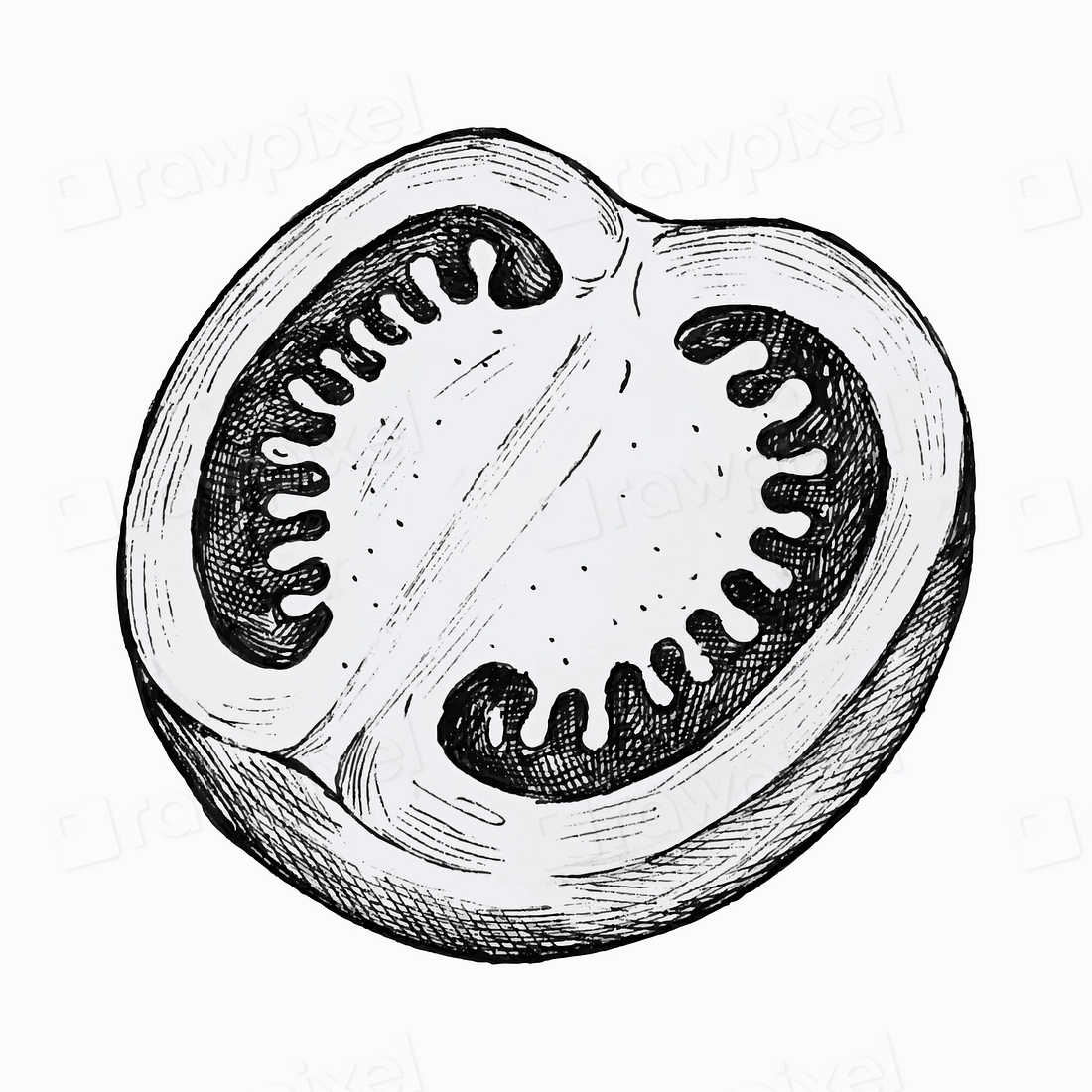 Hand drawn fresh cut tomato | Premium Vector Illustration - rawpixel