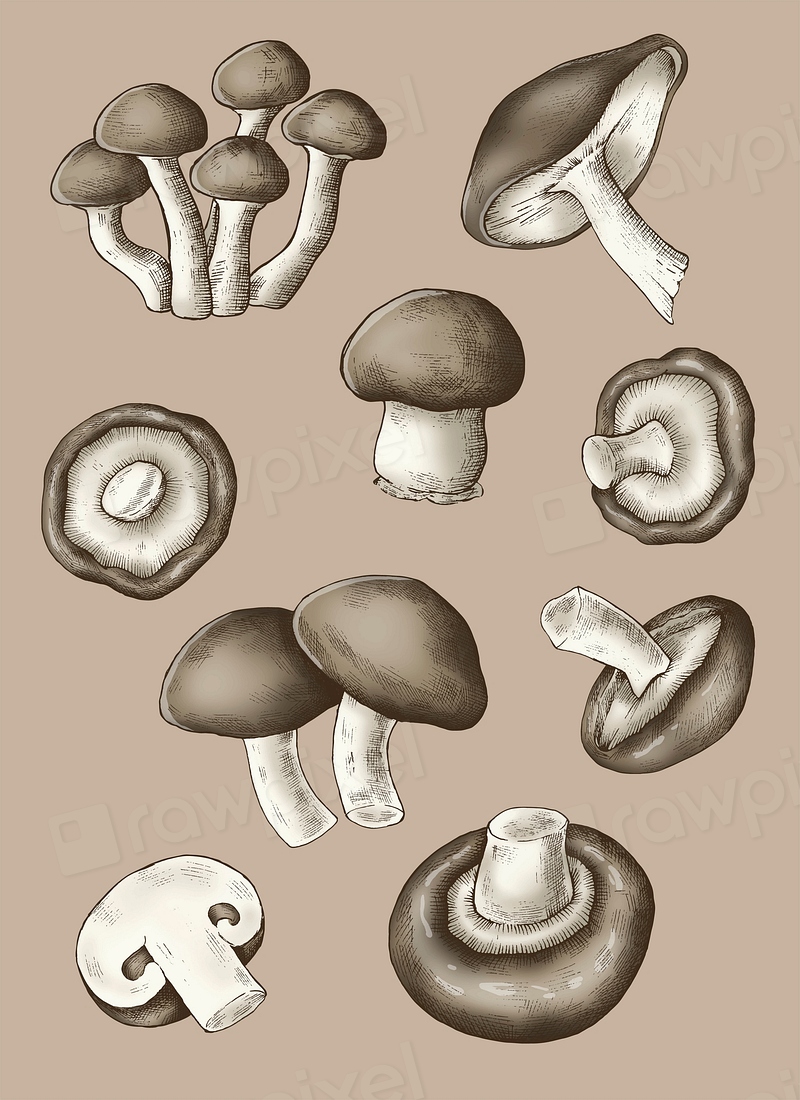 Fresh organic mushroom collection vector | Premium Vector - rawpixel