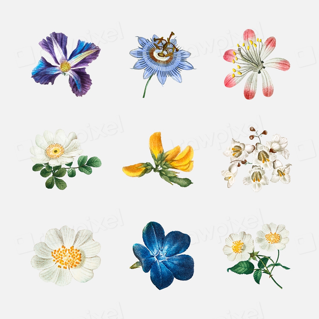 Vintage flower vector set hand | Premium Vector - rawpixel