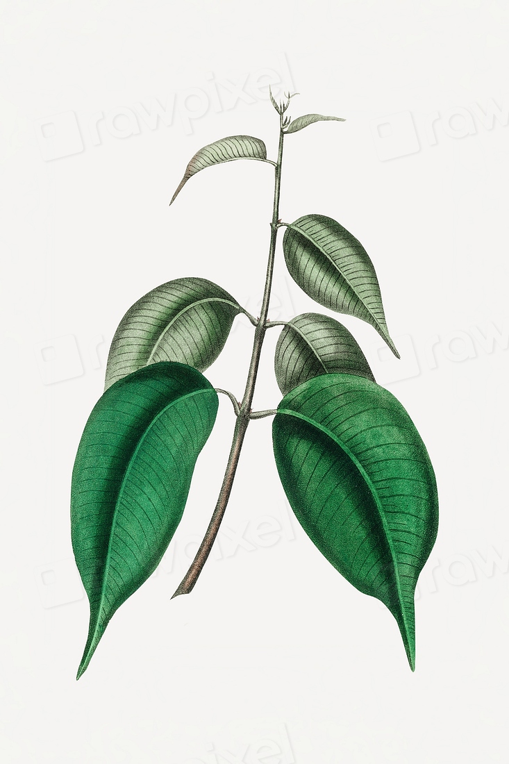 Botanical borneo camphor plant illustration | Premium Photo - rawpixel