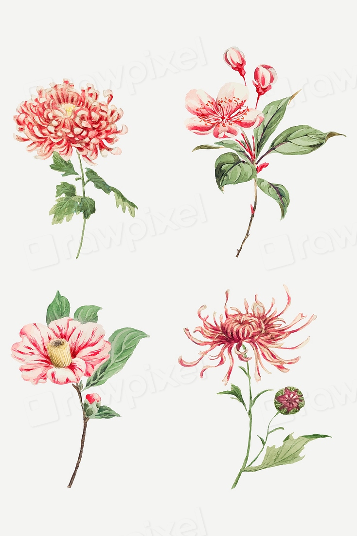 Vintage Japanese pink flower vector | Premium Vector - rawpixel