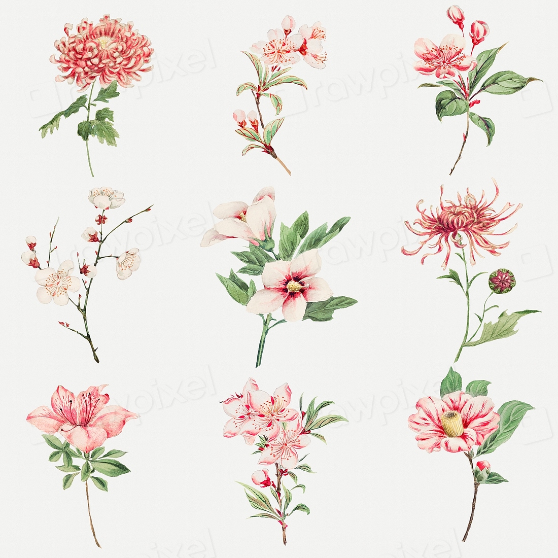 Vintage Japanese pink flower art | Premium Photo - rawpixel