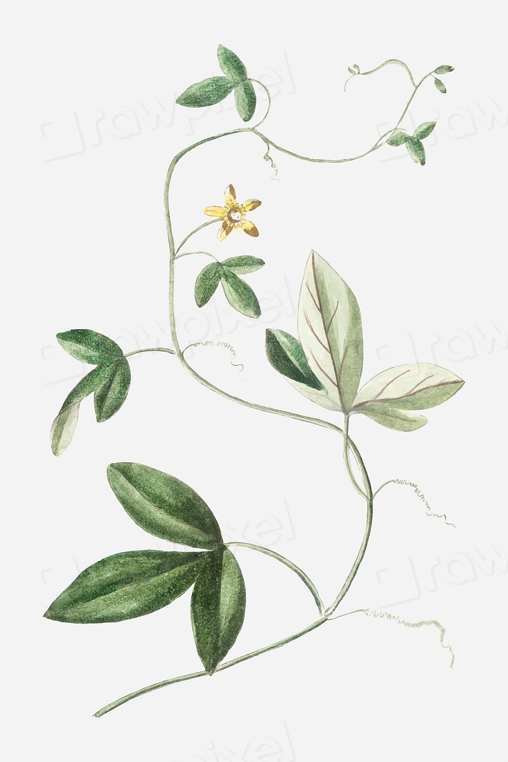 Passion flower vector | Premium Vector Illustration - rawpixel