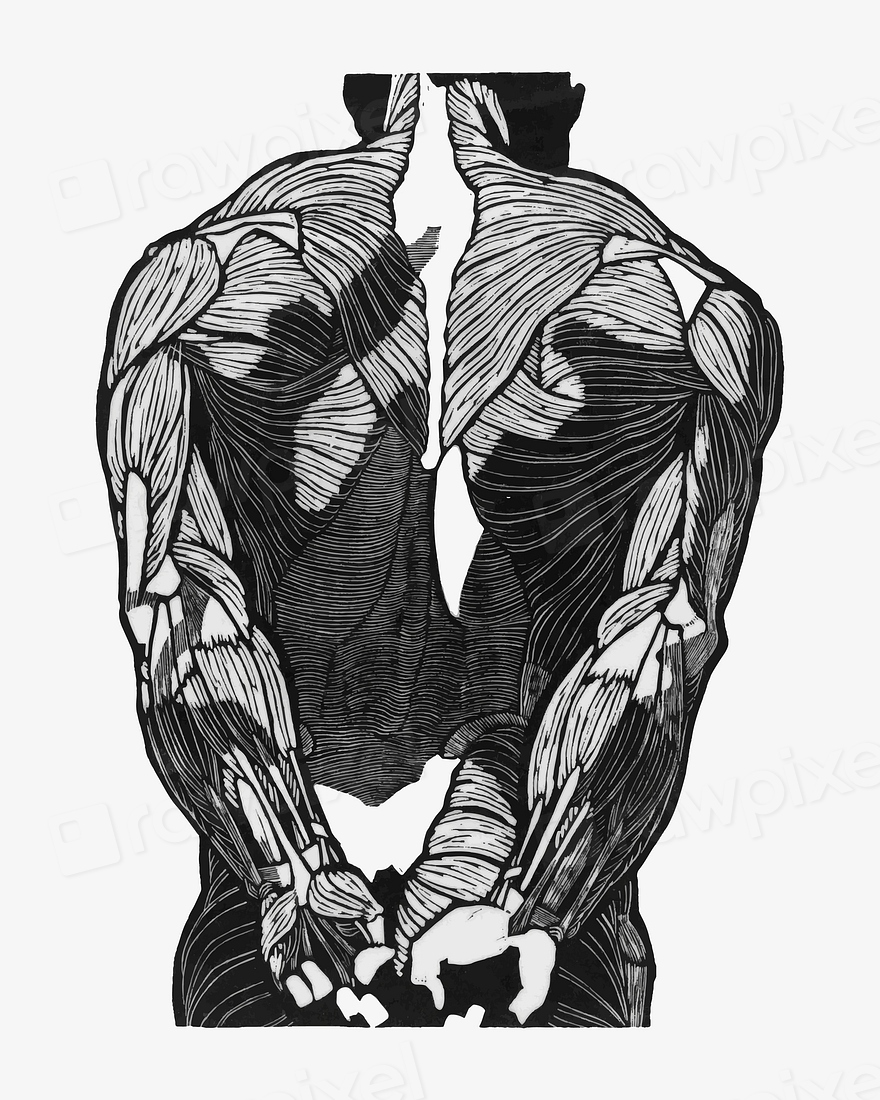 Man’s back muscles vector human | Premium Vector Illustration - rawpixel