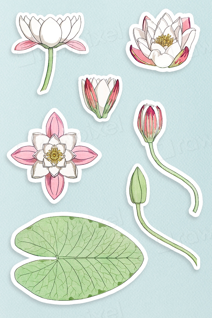 Vintage water lilly flower sticker | Premium PSD - rawpixel