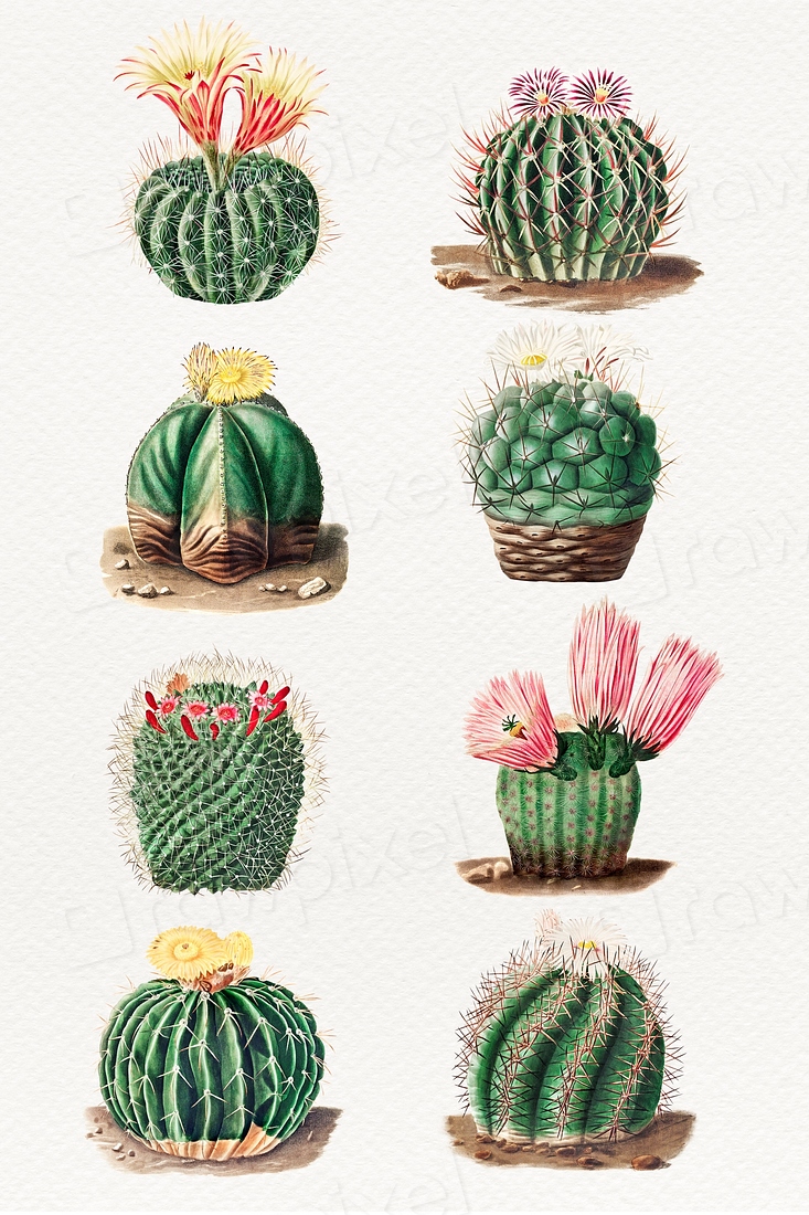 Vintage cactus with flower collection | Premium PSD - rawpixel
