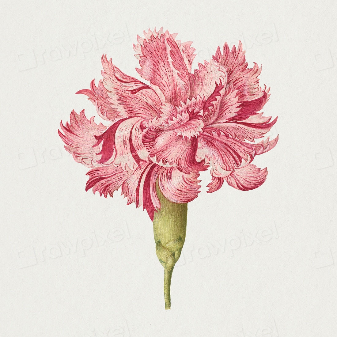 Hand drawn pink carnation flower | Premium Photo - rawpixel