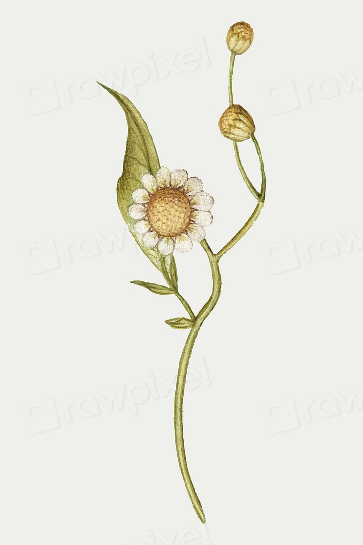 White flower vector botanical illustration | Premium Vector - rawpixel