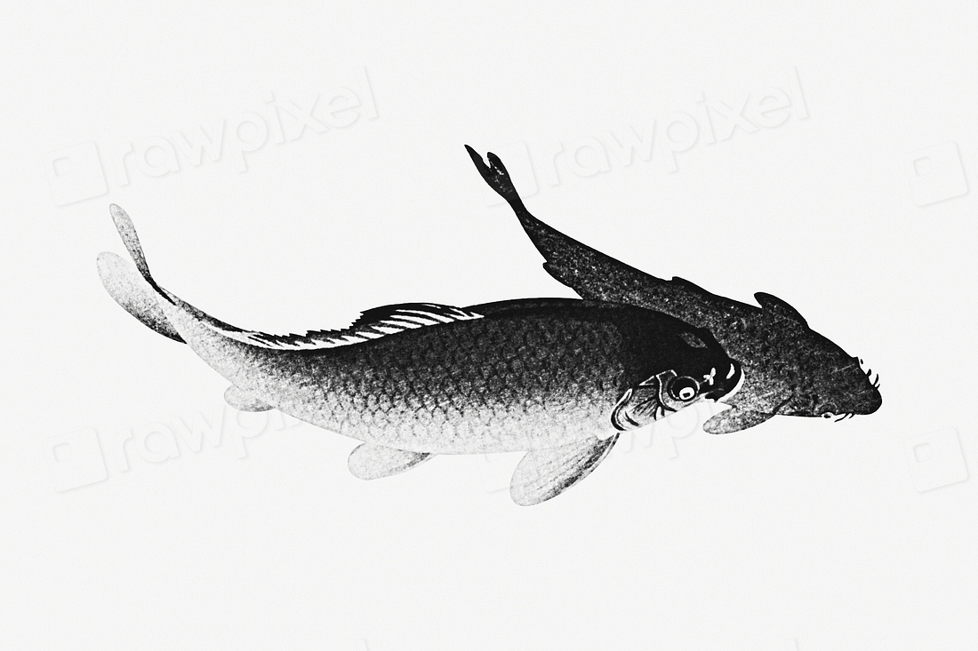 Gray carp fish design element | Premium Photo - rawpixel
