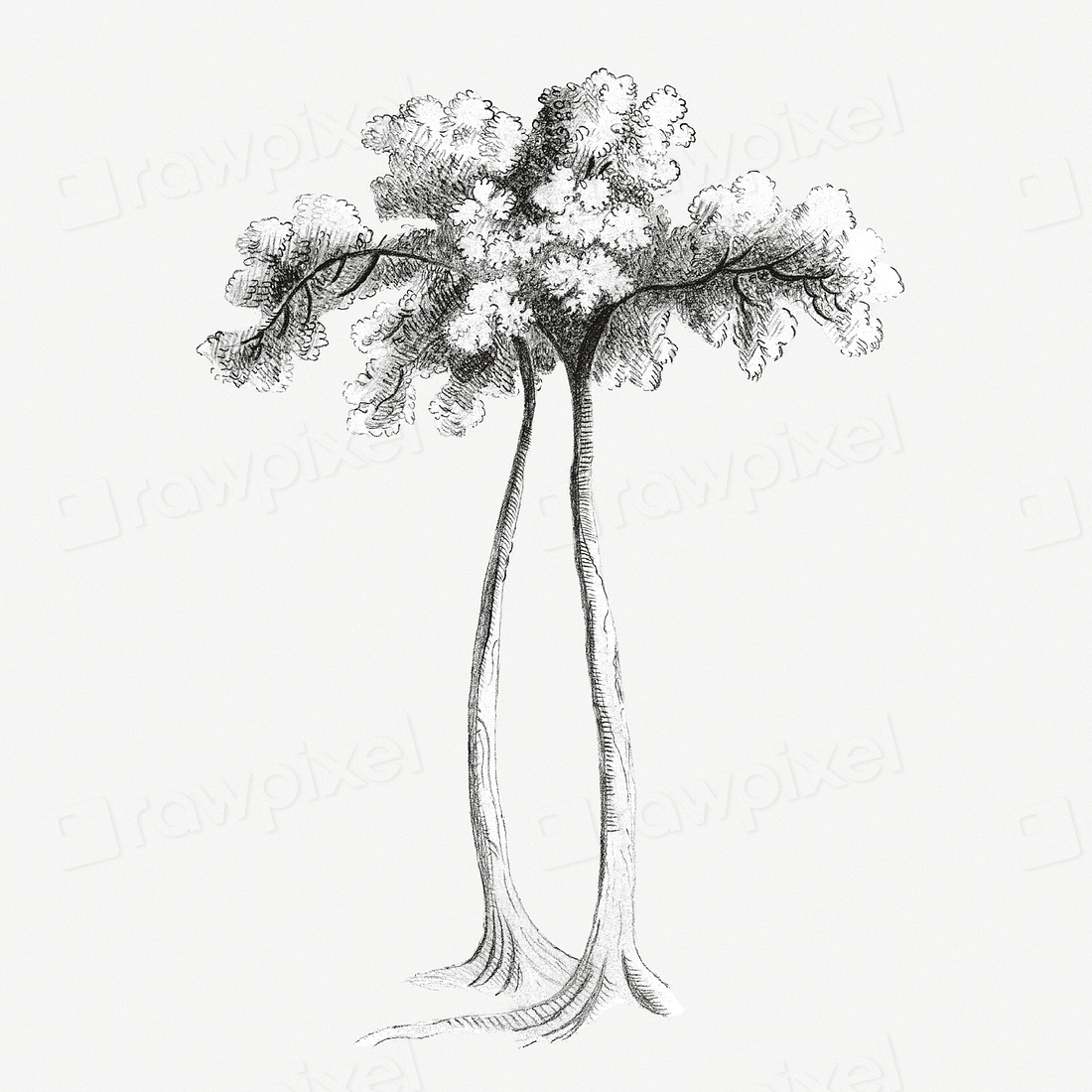 A tall tree vintage illustration | Premium PSD - rawpixel