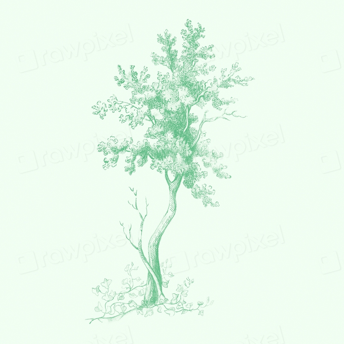 Vintage tall tree drawing illustration | Premium PSD - rawpixel