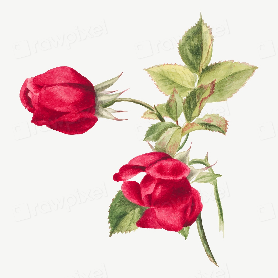 Vintage red rose vector botanical | Premium Vector Illustration - rawpixel