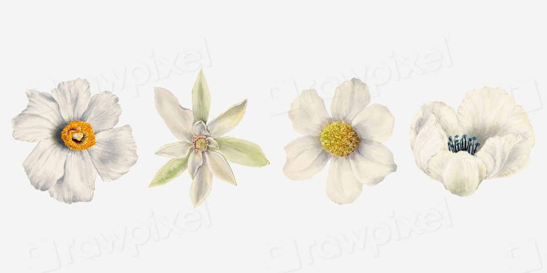 Blooming white flowers hand drawn | Premium Photo - rawpixel