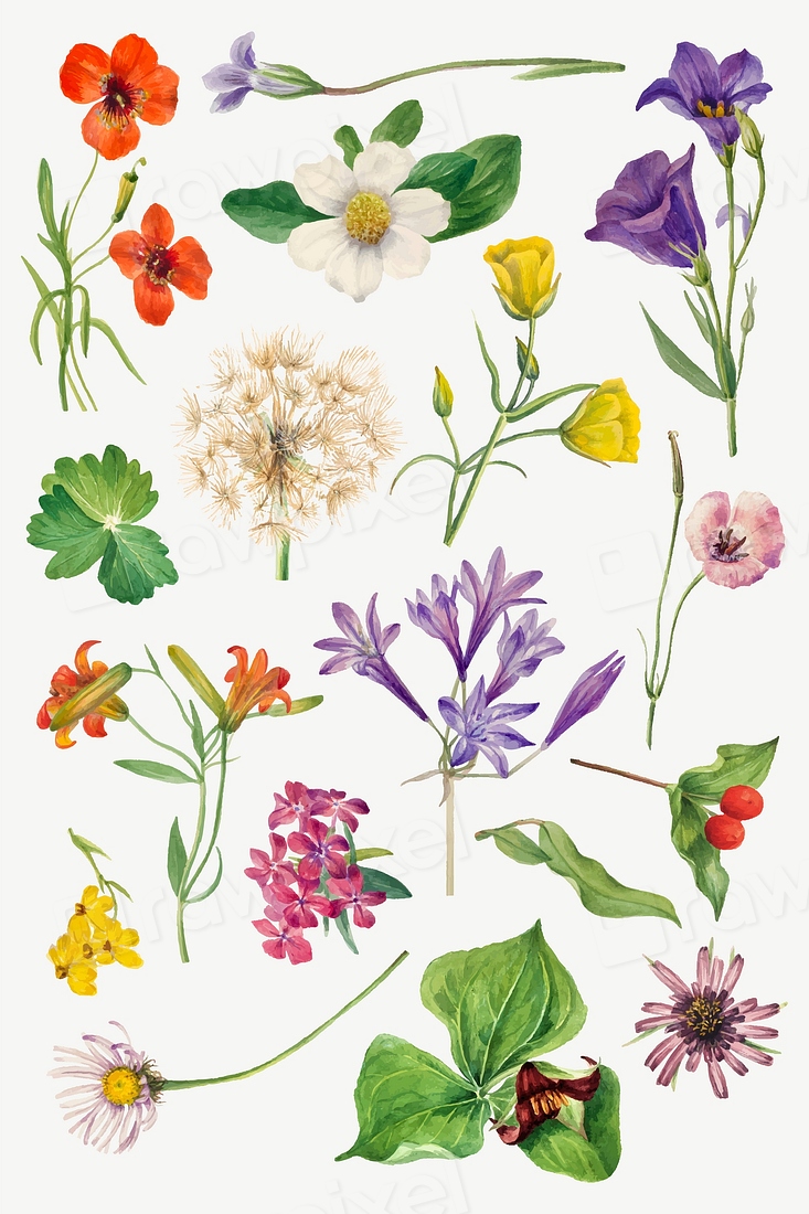 Colorful blooming flowers vector botanical | Premium Vector - rawpixel