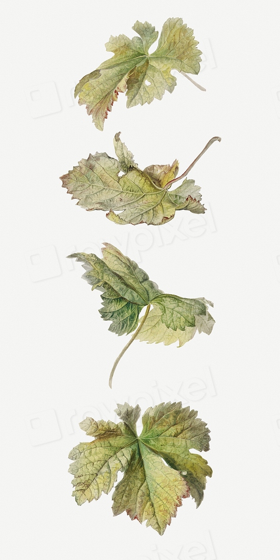 Vintage leaf botanical illustration set, | Premium Photo Illustration ...