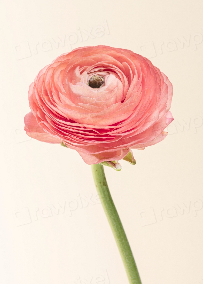 Blooming pink ranunculus flower | Premium Photo - rawpixel