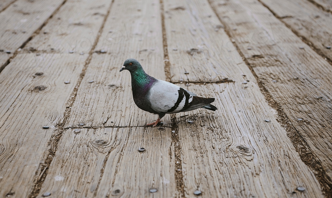 Pigeon standing on wooden floor | Free Photo - rawpixel