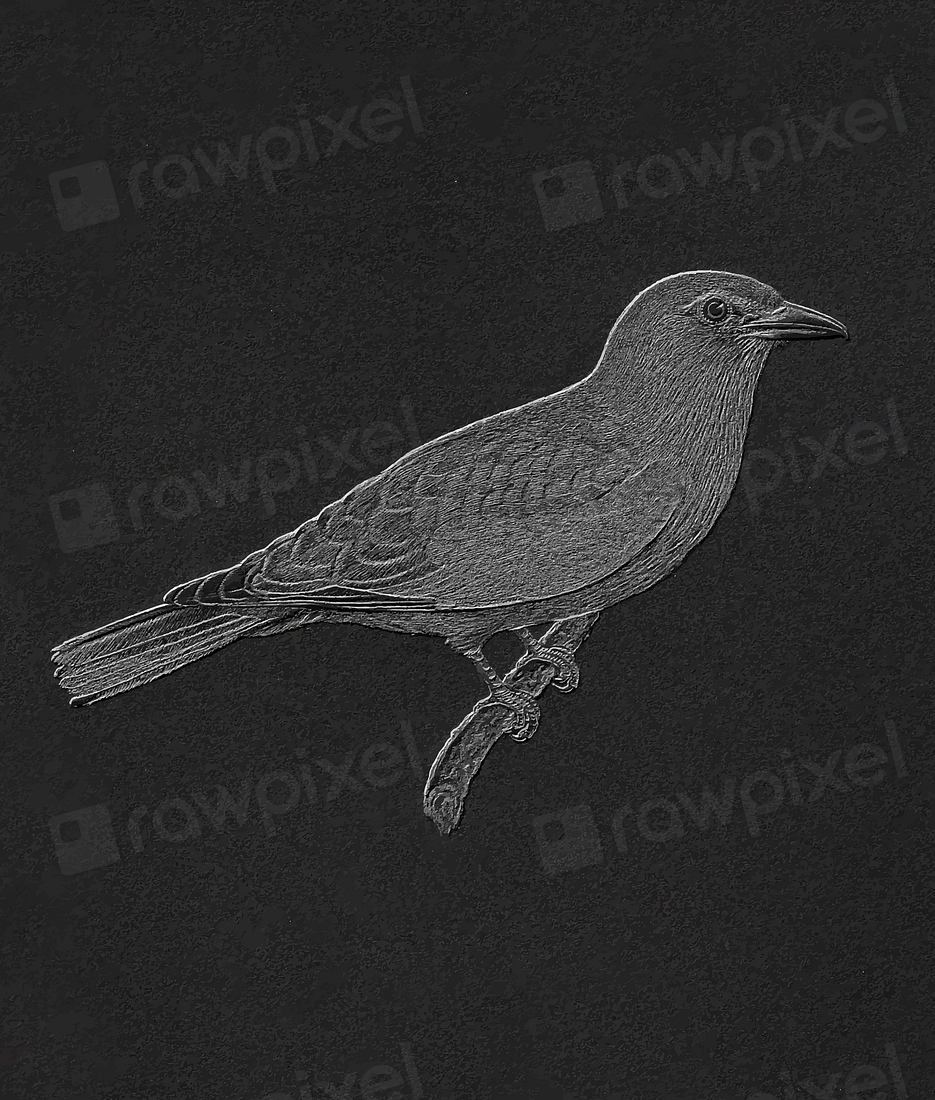 European roller bird vintage vector, | Premium Vector Illustration ...