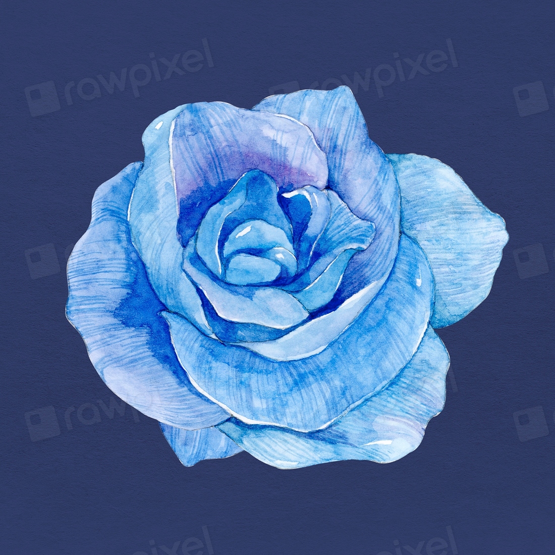 Blue hand drawn watercolor rose | Premium PSD - rawpixel
