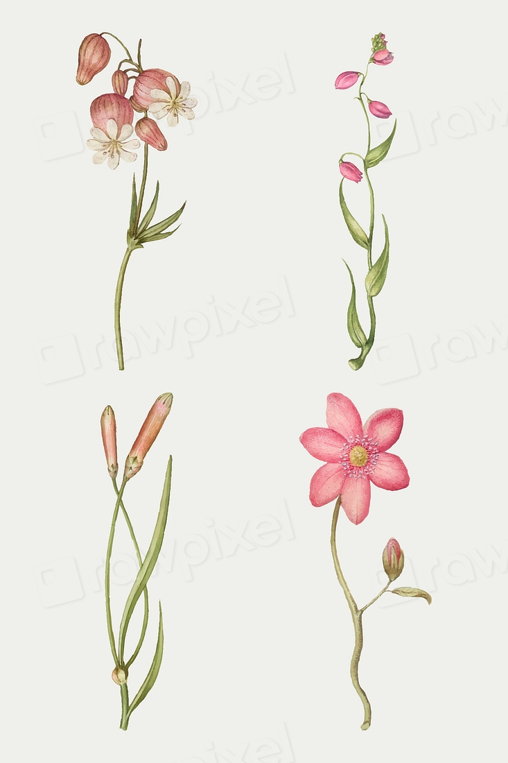 Pink flower blossom vector illustration | Premium Vector - rawpixel