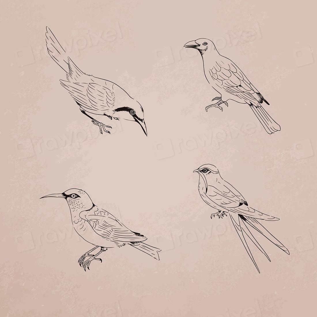 Hand drawn birds collection vector | Premium Vector - rawpixel